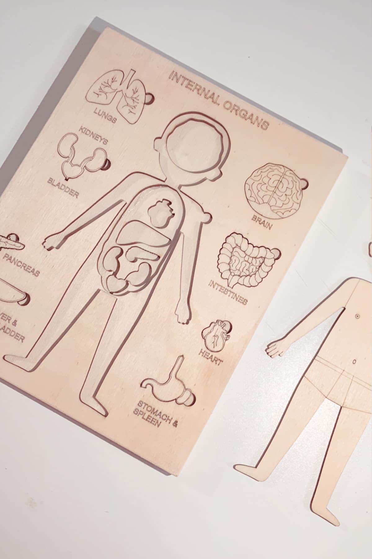 Puzzle in legno verniciabile del corpo umano per bambini • Bambini World